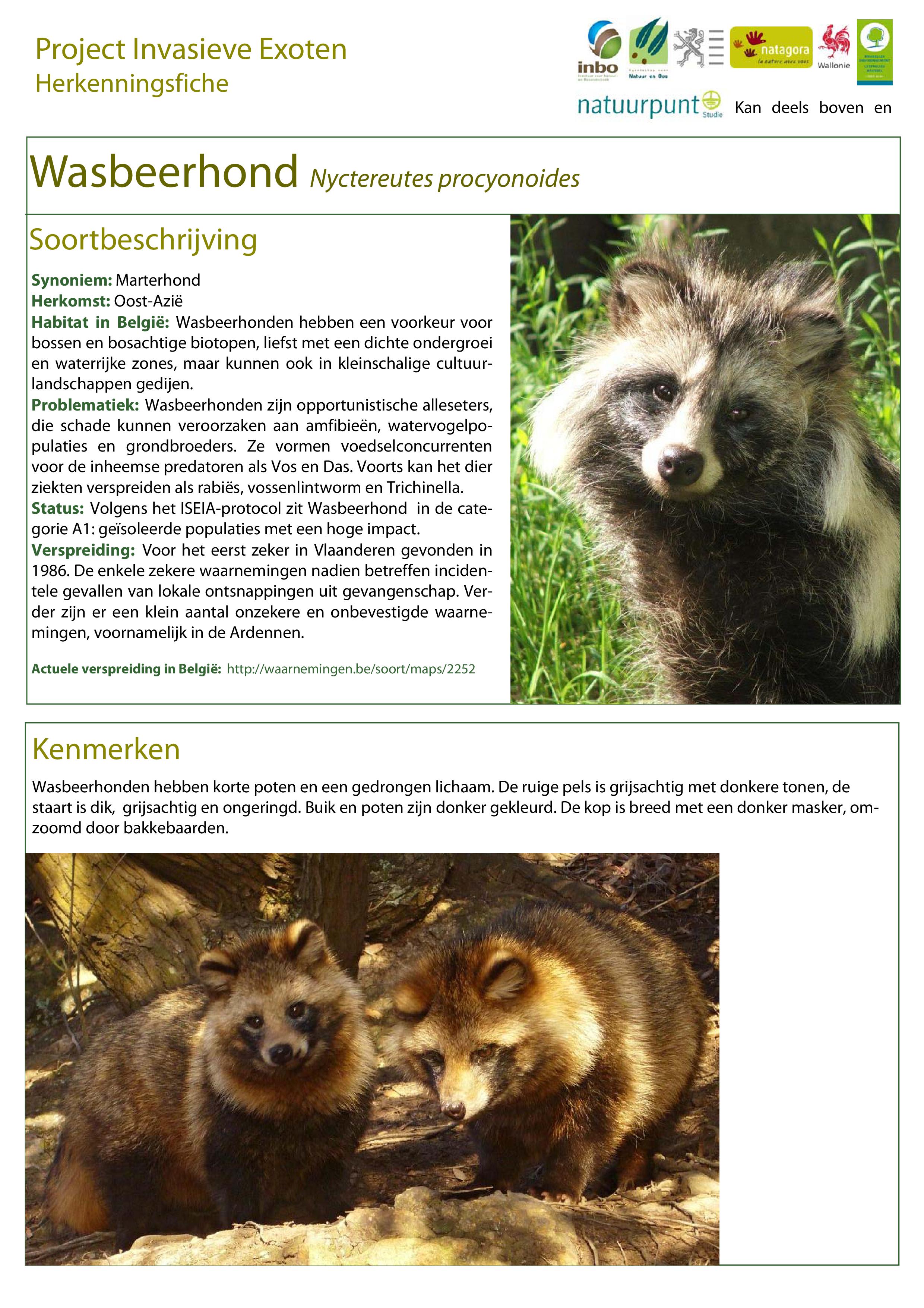 Herkenningsfiche Wasbeerhond Nyctereutes procyonoides | Ecopedia