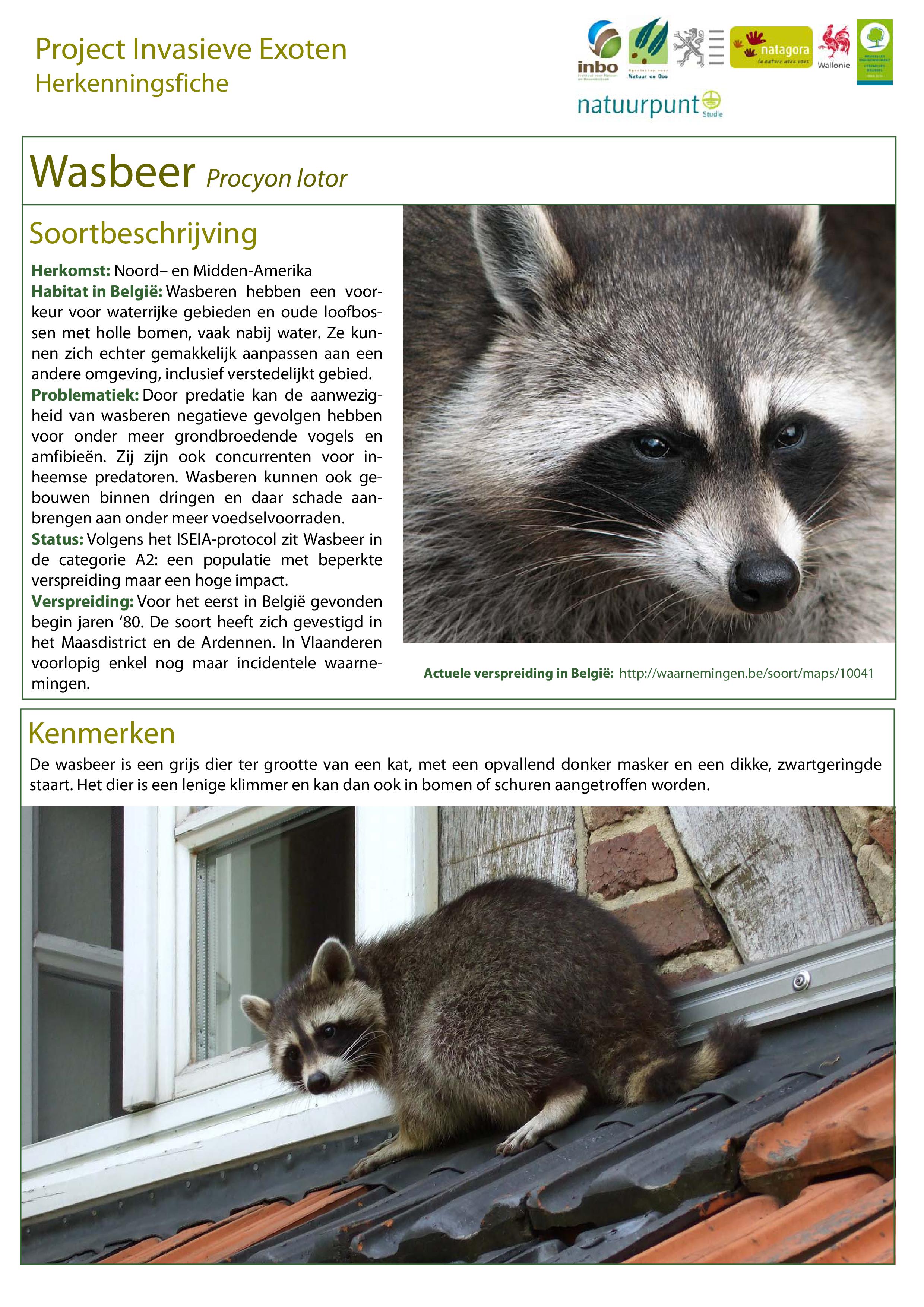 Herkenningsfiche Wasbeerhond Wasbeer Procyon lotor | Ecopedia