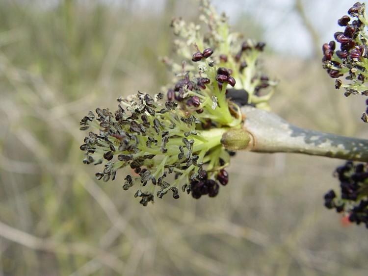 Gewone es | Ecopedia