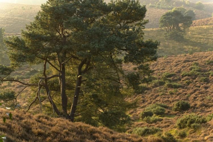 Grove den | Ecopedia