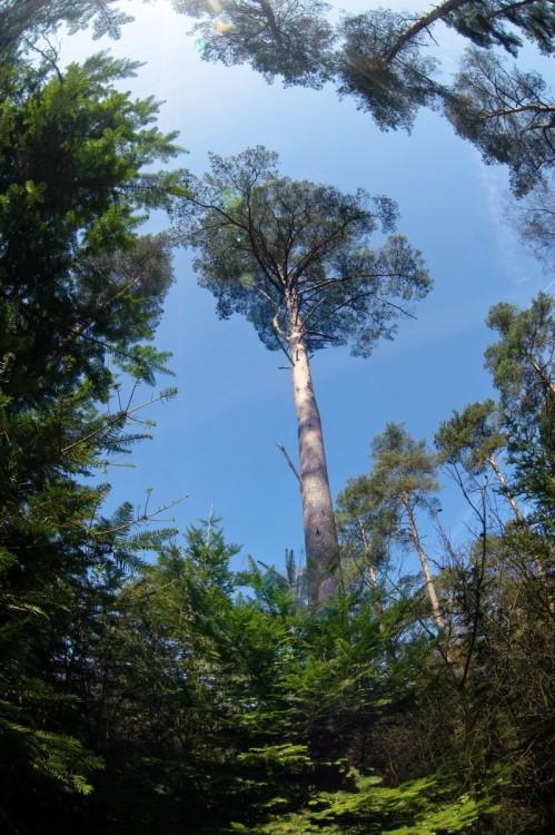 Grove den | Ecopedia