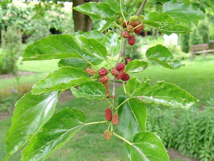 Witte moerbei | Ecopedia