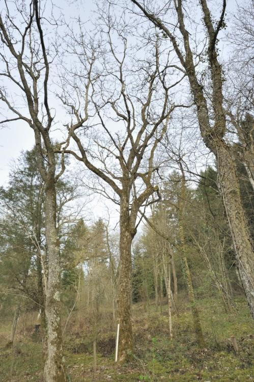 Amoer kurkboom | Ecopedia