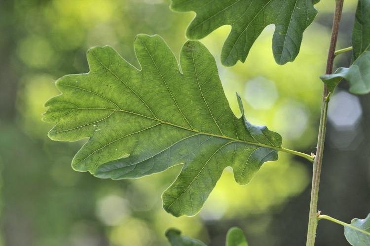 Hongaarse eik | Ecopedia