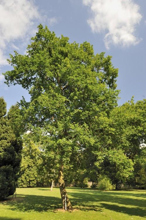 Hongaarse eik | Ecopedia