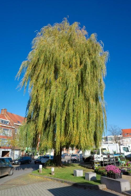 Chinese treurwilg | Ecopedia