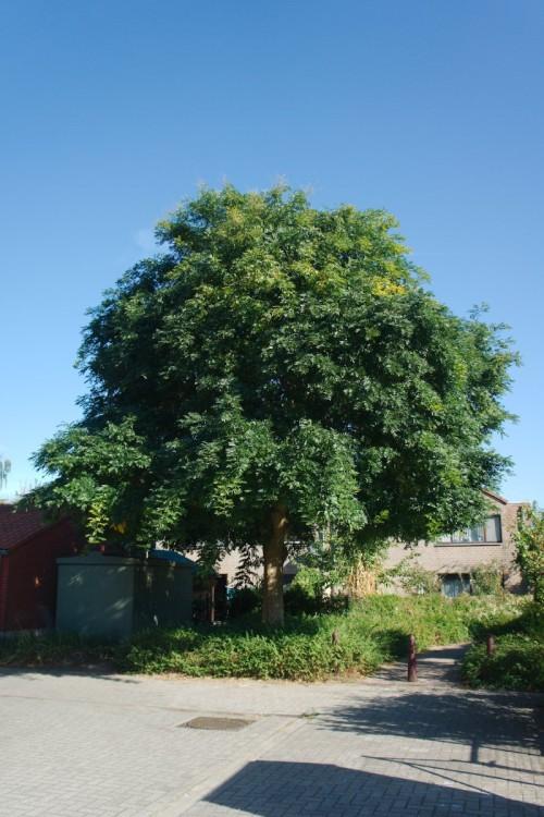 Honingboom | Ecopedia