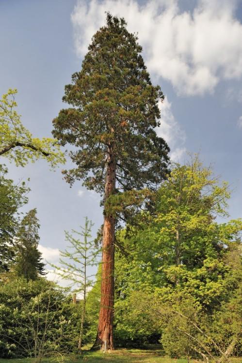 Mammoetboom | Ecopedia