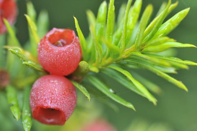 Taxus | Ecopedia