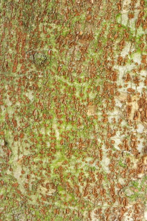 Japanse zelkova | Ecopedia