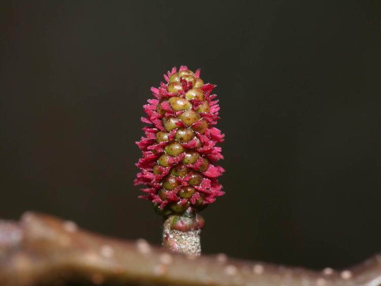 Zwarte els | Ecopedia