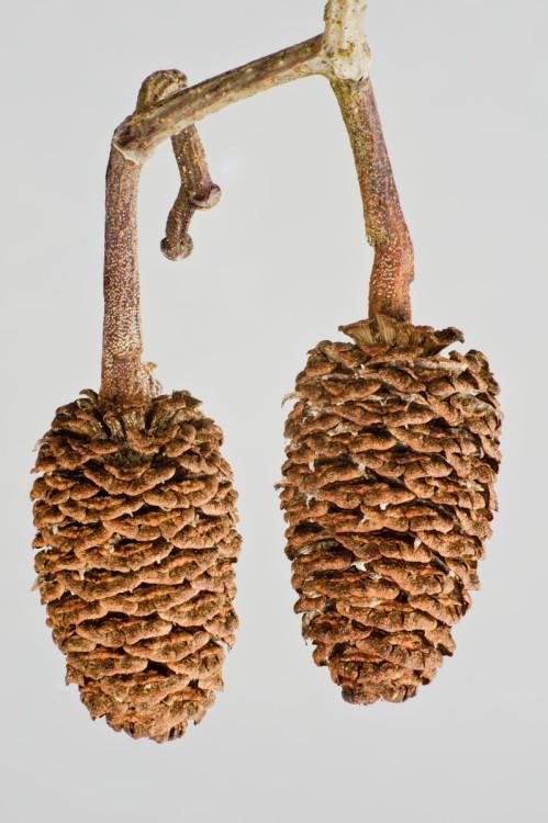 Zwarte els | Ecopedia