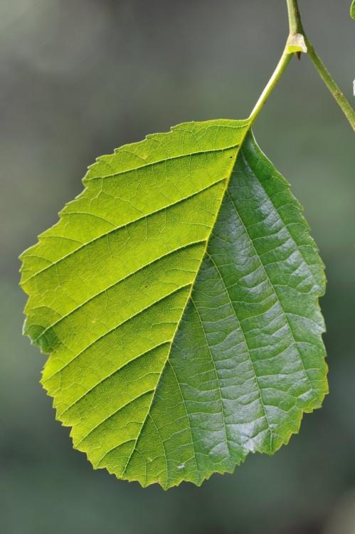 Zwarte els | Ecopedia