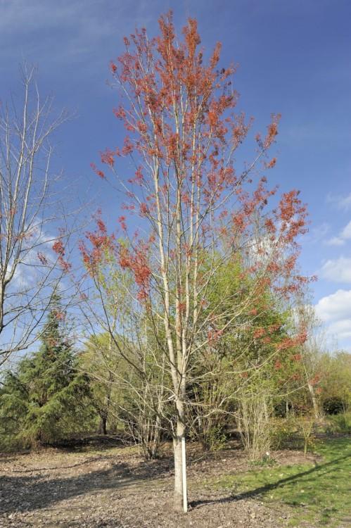 Rode esdoorn | Ecopedia