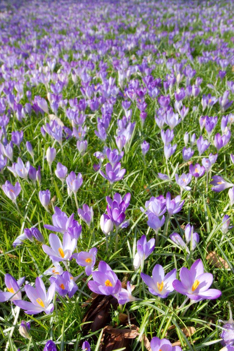 Bonte krokus | Ecopedia