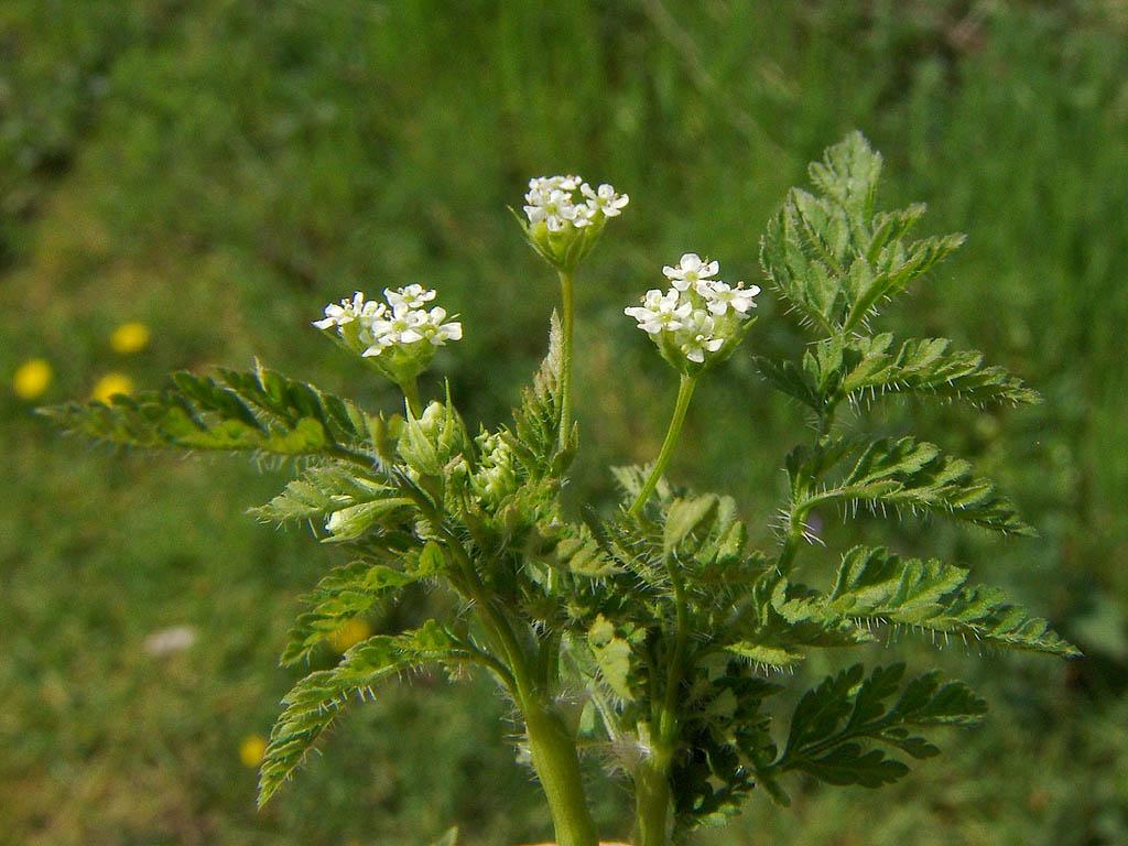 Fijne kervel | Ecopedia