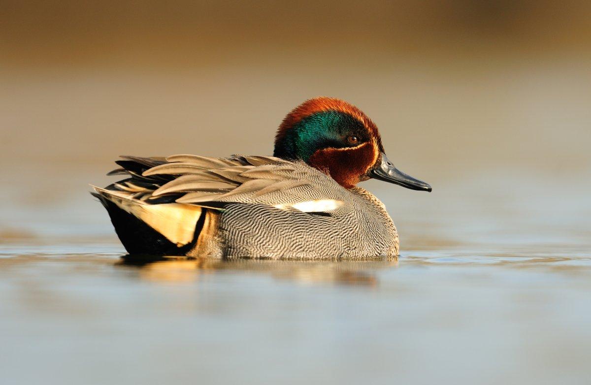 Wintertaling | Ecopedia