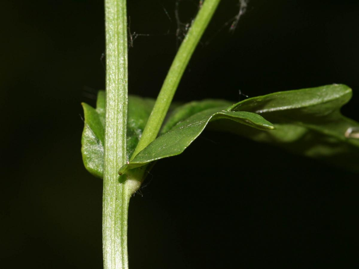 Stinkende ballote | Ecopedia
