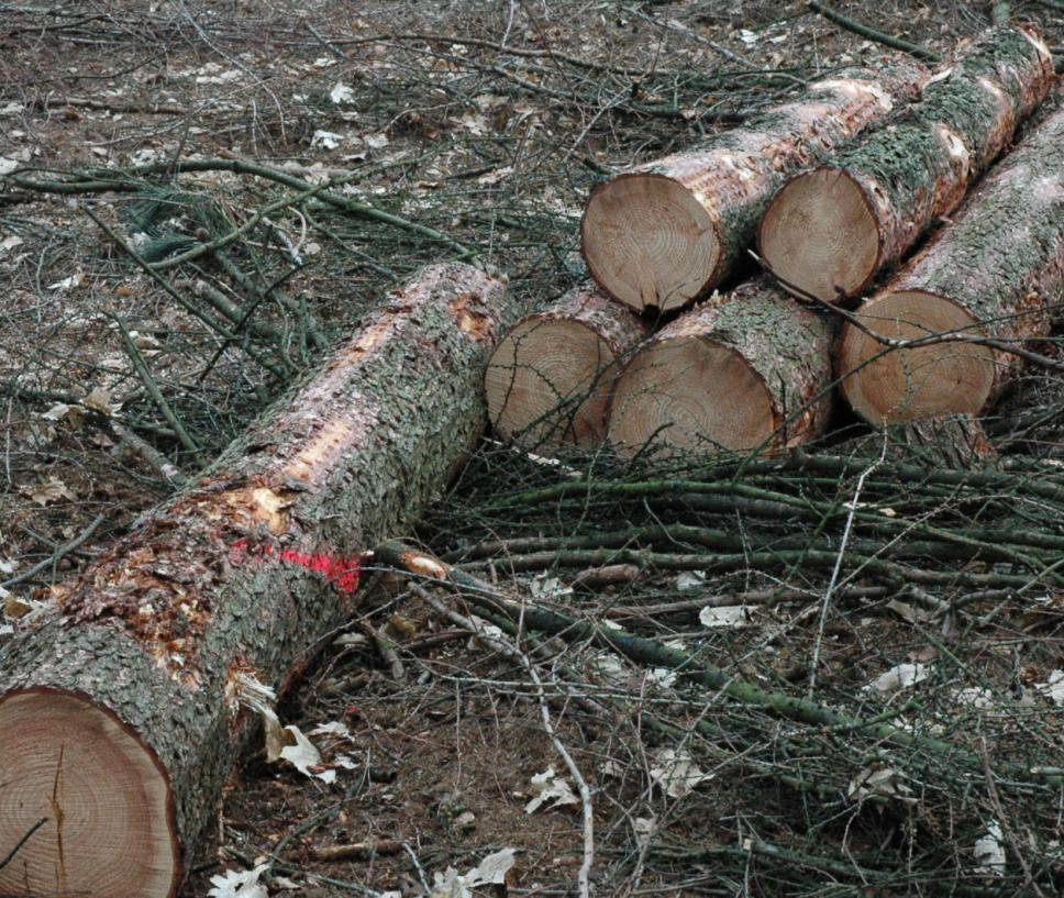 Schuine verfstreep | Ecopedia