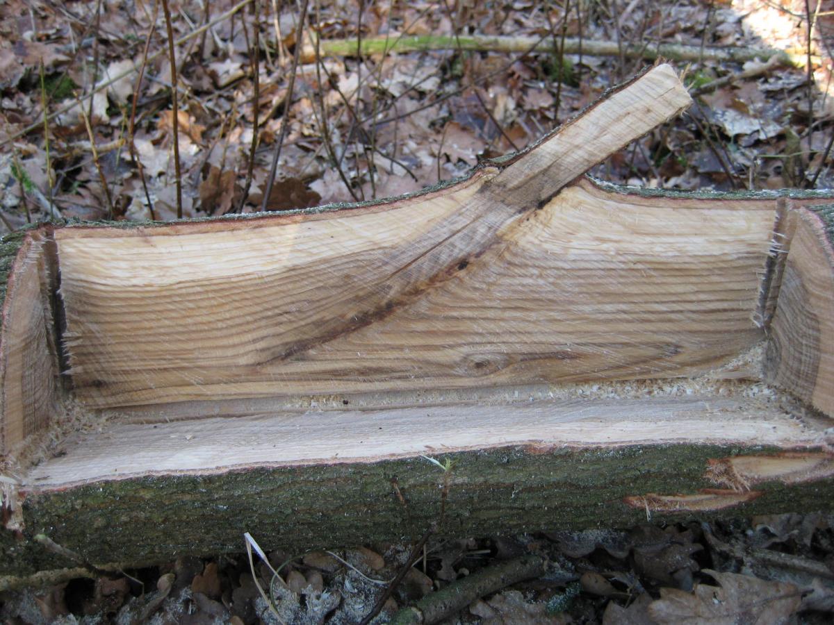 Noesten (takkigheid) | Ecopedia