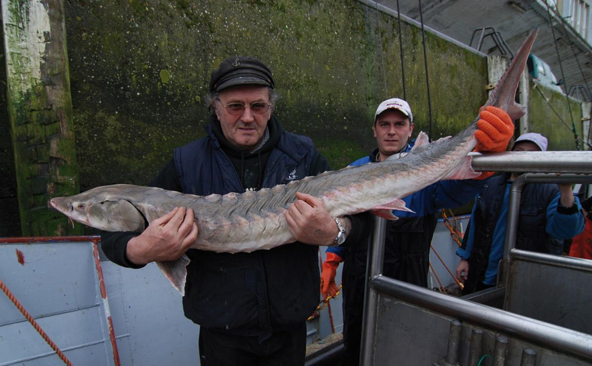 Atlantische steur | Ecopedia