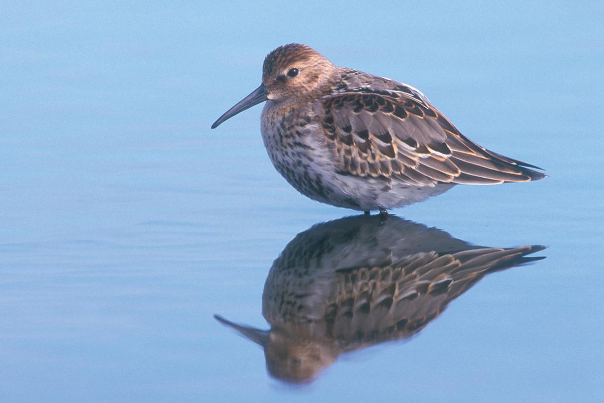 Bonte strandloper | Ecopedia