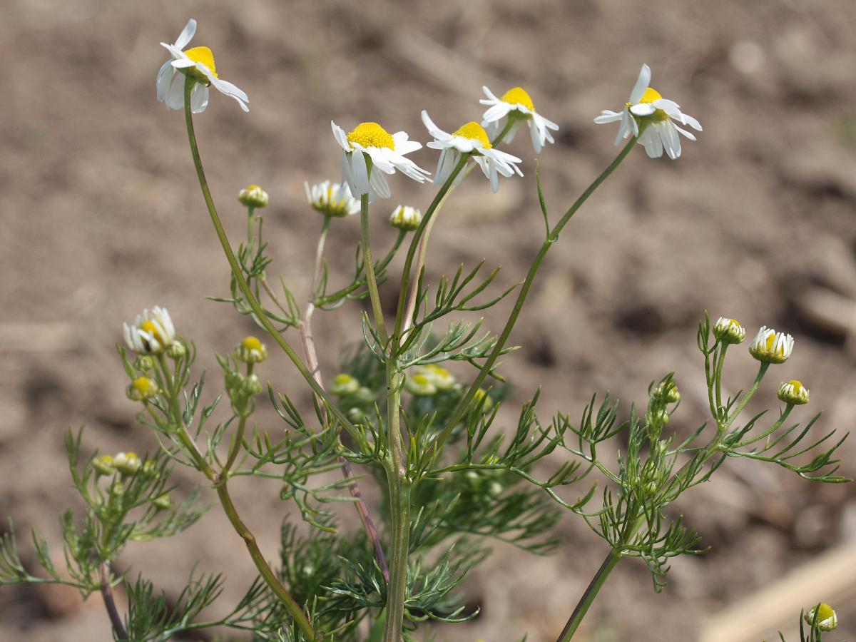 Echte kamille | Ecopedia