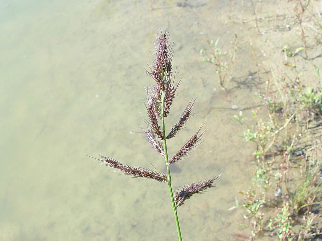 Europese hanenpoot | Ecopedia