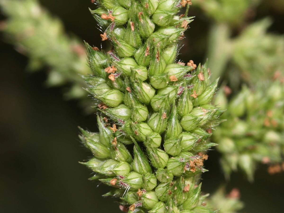 Europese hanenpoot | Ecopedia