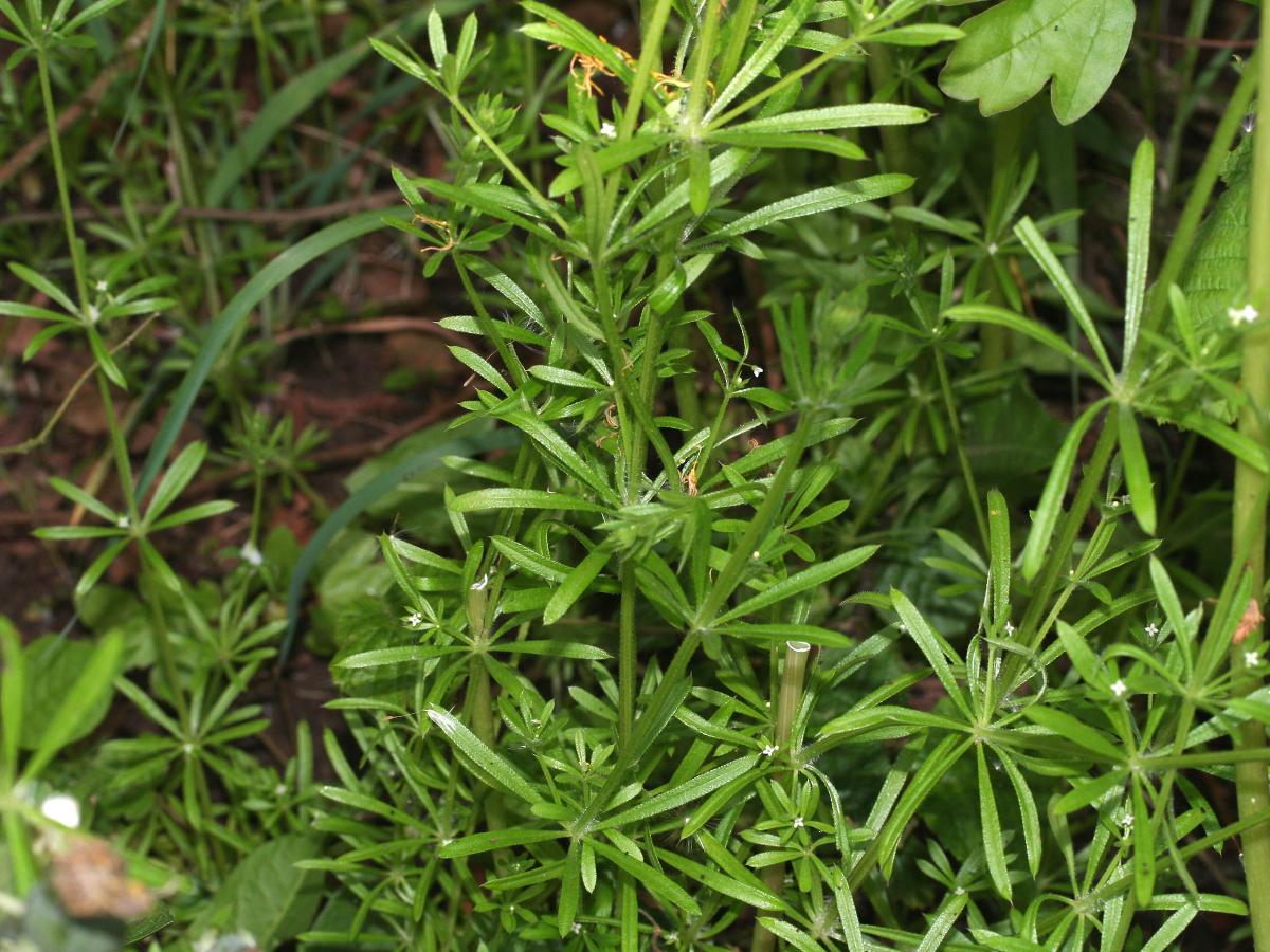 Kleefkruid | Ecopedia