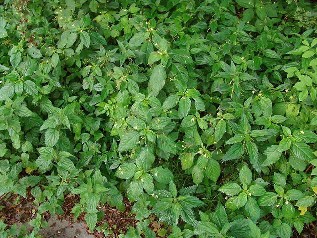 Klein springzaad | Ecopedia