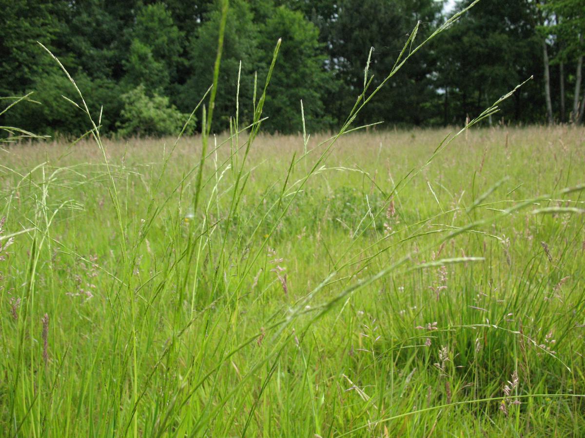 Mannagras | Ecopedia