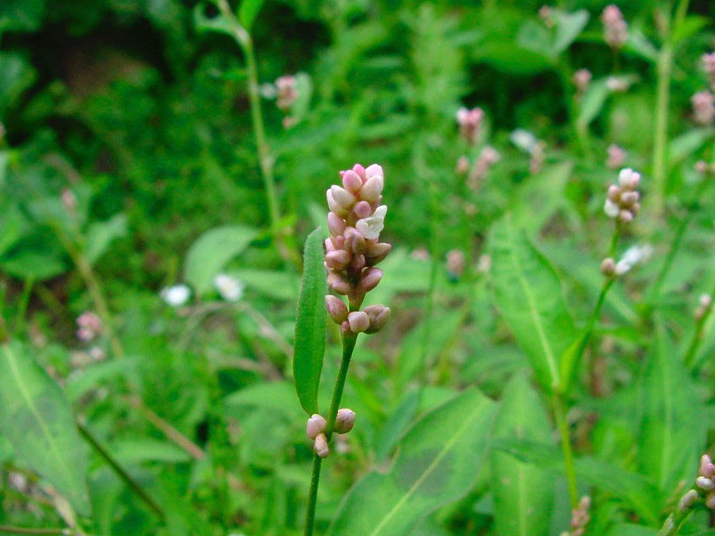 Perzikkruid | Ecopedia