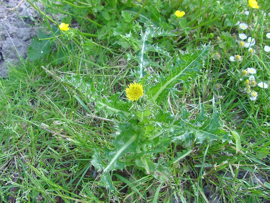 Gekroesde melkdistel | Ecopedia