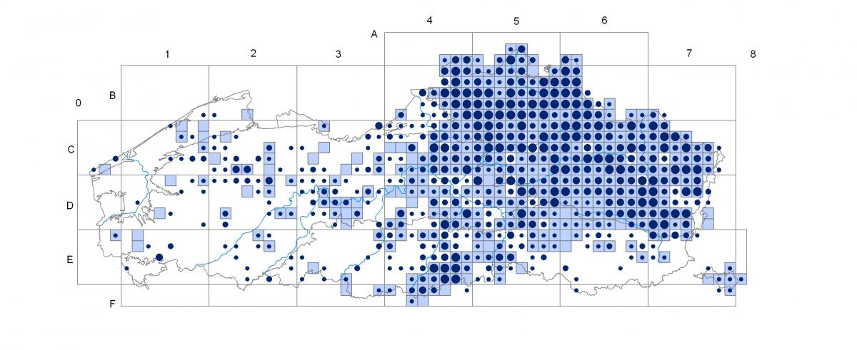 Tengere rus | Ecopedia