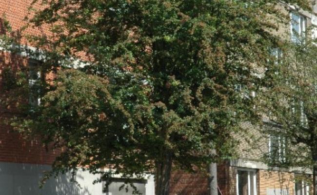 Rode meidoorn | Ecopedia