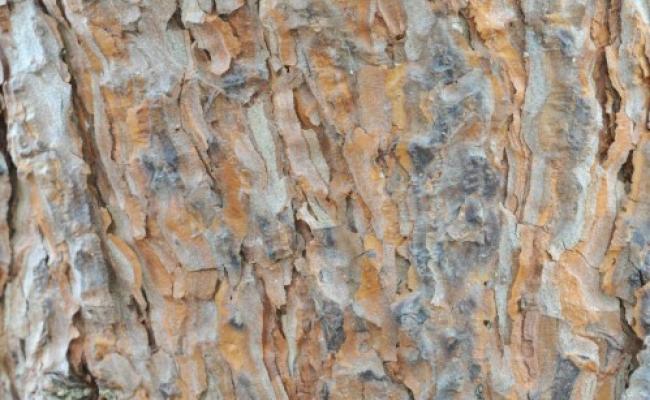 Grove den | Ecopedia