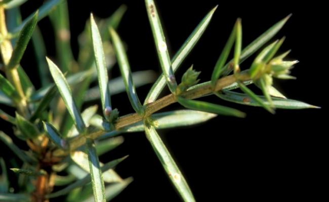 Jeneverbes | Ecopedia