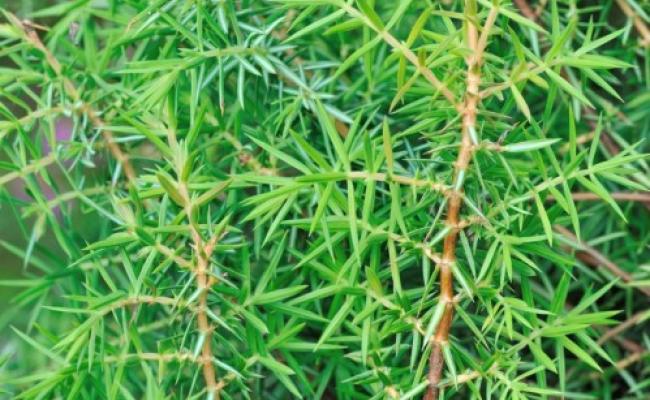 Jeneverbes | Ecopedia