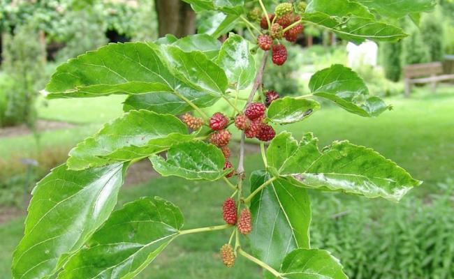 Witte moerbei | Ecopedia