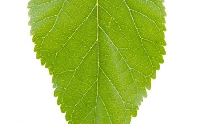 Witte moerbei | Ecopedia