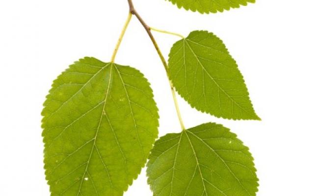 Witte moerbei | Ecopedia