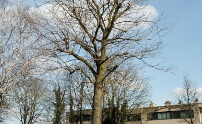 Witte moerbei | Ecopedia