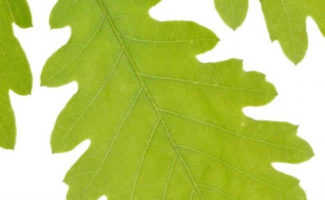 Hongaarse eik | Ecopedia