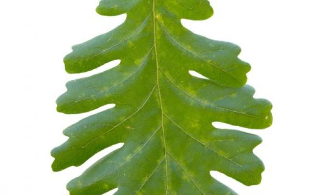 Hongaarse eik | Ecopedia