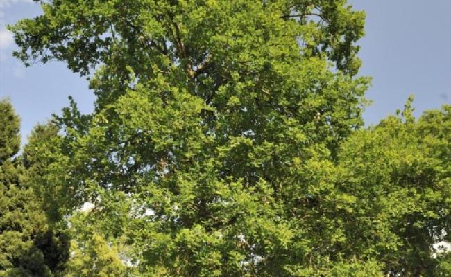 Hongaarse eik | Ecopedia