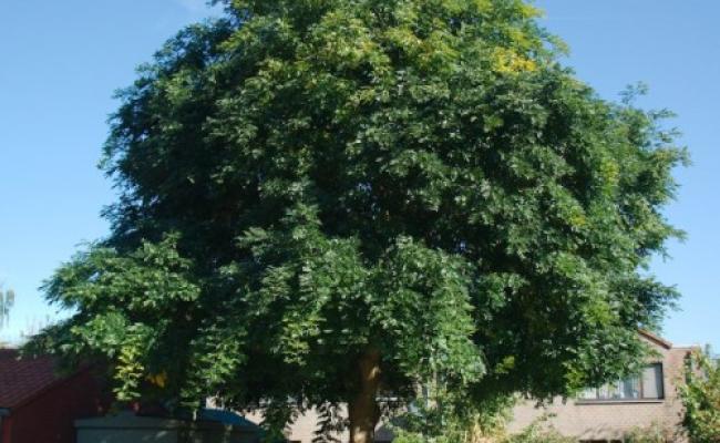 Honingboom | Ecopedia