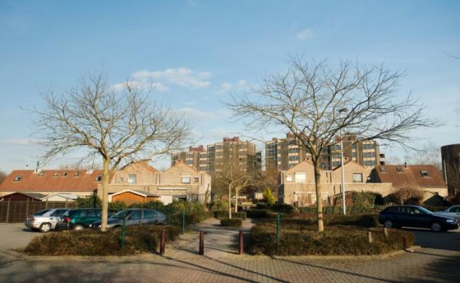 Honingboom | Ecopedia