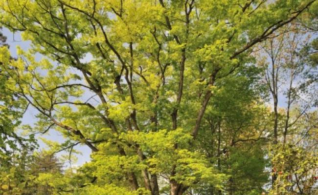 Japanse zelkova | Ecopedia