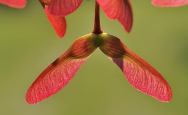 Rode esdoorn | Ecopedia